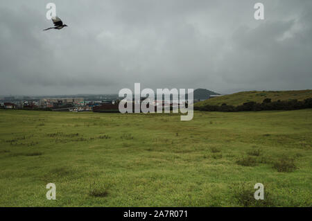 A Magpie flying over the green grass in a park Stock Photo - Alamy