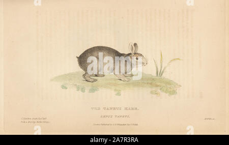 Tapeti or Brazilian cottontail, Sylvilagus brasiliensis (Tapeti hare ...