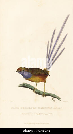 Southern Emu-wren - Stipiturus malachurus brown bird with long tail and ...