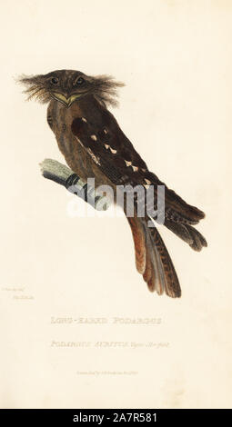 Large Frogmouth (Batrachostomus auritus) in Way Kambas National Park ...