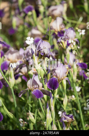 Iris germanica, German bearded iris Stock Photo - Alamy