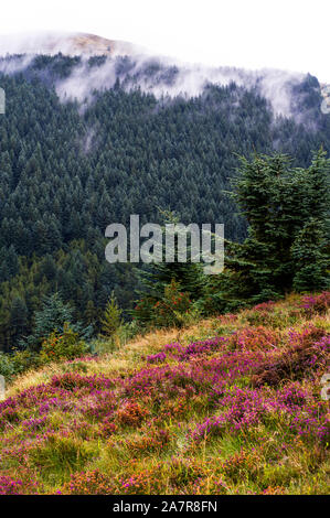 Clouds hang on the forest on Slieve Martin Rostrevor, Co. Down Stock ...