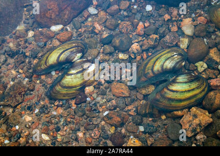 duck mussel, Anodonta anatina, shells on the bottom of the lake ...