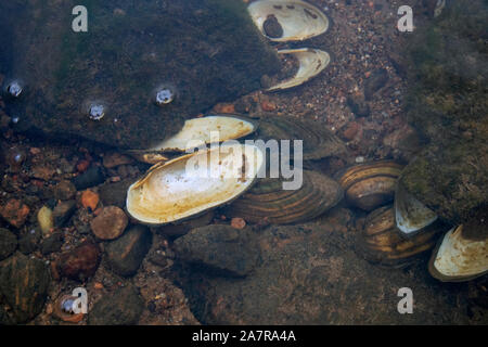 duck mussel, Anodonta anatina, shells on the bottom of the lake ...