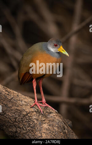 gray necked wood rail, aramides cajanea, wood rail, bird Stock Photo ...