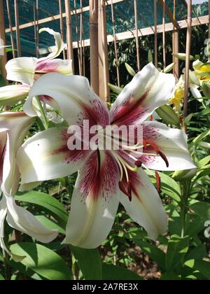 Lilium Lavon (Zeba Stock Photo - Alamy