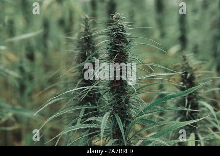 plant cannabis farm plantation medical marijuana hemp Stock Photo - Alamy