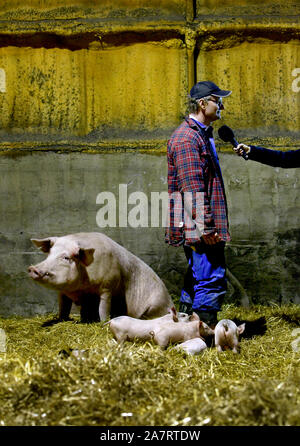 A pig is any of the animals in the genus Sus, within the even-toed ...