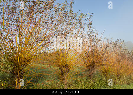 Osier Willow Tree, Salix viminalis, Salicaceae, Female Catkins Fruiting ...