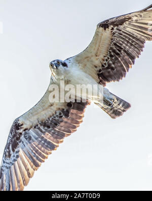 Osprey flying over head Stock Photo - Alamy