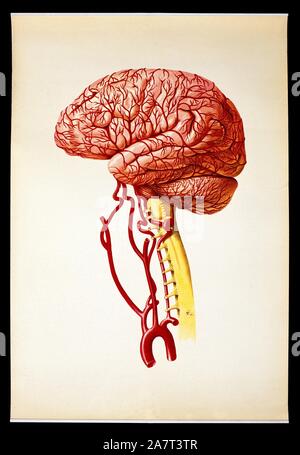 Brain model with lateral view isolated inside laboratory showing all ...