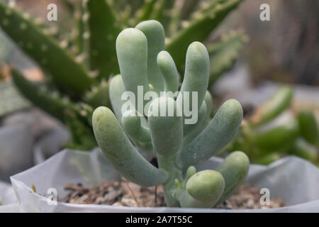 Beautiful short leaf plants great for room decoration Stock Photo - Alamy
