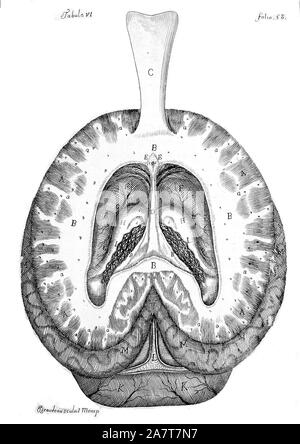Transverse-section illustration of the human brain Stock Photo - Alamy