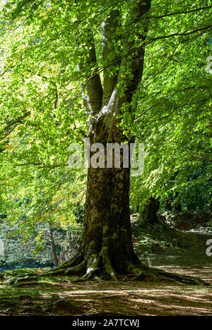 Details of centuries-old Beech trees (Fagus sylvatica) in the Val ...