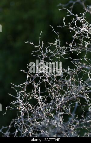 Corokia Cotoneaster Wire netting bush Stock Photo - Alamy