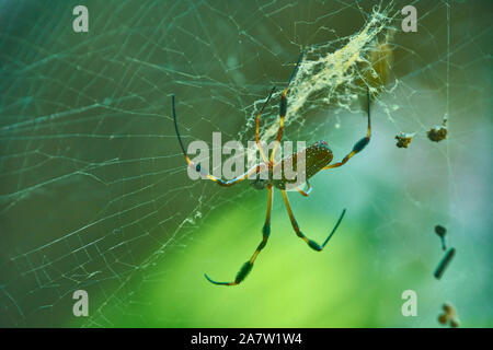 Tropical spider in warm colors and steadily lit in its spiderweb woven ...