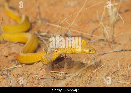 Cape Cobra (Naja nivea) hunting and spreading its broad hood. Kalahari ...