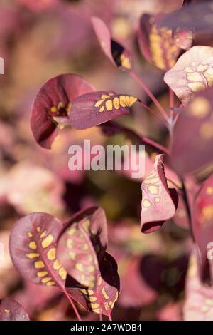 Cotinus coggygria "Velvet Cloak" in autumn in botany. Poland, Europe ...