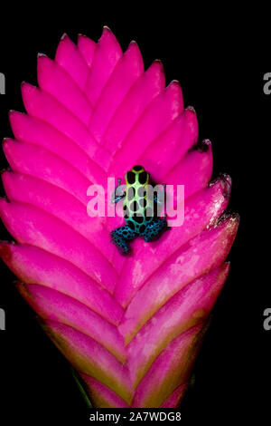 Variable dart frog Stock Photo - Alamy