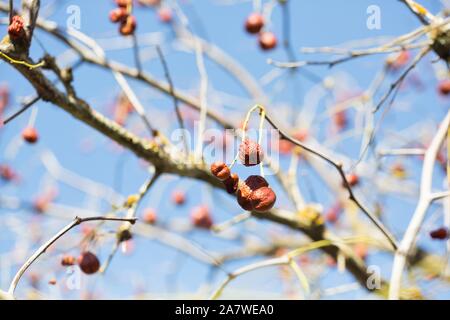 Ziziphus mauritiana, also known as Ber, Chinee Apple, Jujube, Indian ...