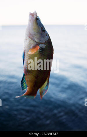 Sea fishing. Long-striped wrasse (Symphodus tinca, rainbow fishes, ray ...