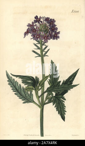 Botanical drawing of vervain Stock Photo - Alamy