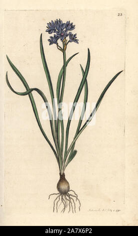 Vernal squill, Scilla verna. Handcoloured copperplate engraving from a ...