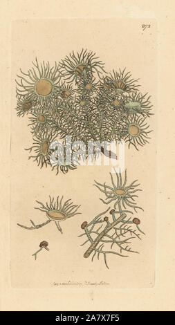 Flowery lichen, Usnea florida (Lichen floridus). Handcoloured ...