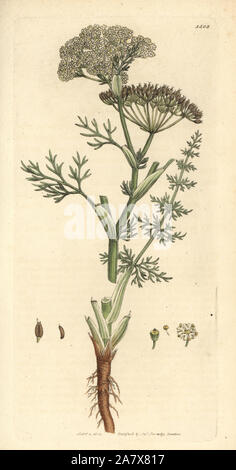 Caraway, Carum carvi. Handcoloured botanical illustration drawn and ...