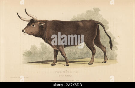 Aurochs (Bos primigenius), illustration. This extinct prehistoric wild ...