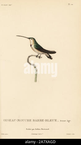 Lucifer Hummingbird Calothorax lucifer Stock Photo - Alamy