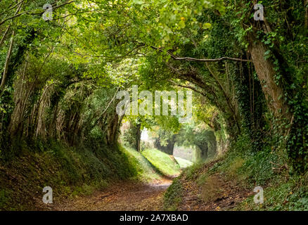 Halnaker tree tunnel near Chichester in West Sussex UK, with sunlight ...