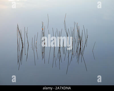 Reeds in water at sunrise in Nine Mile Pond in Everglades National Park ...