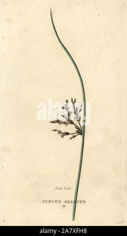 Hard rush, juncus glaucus Stock Photo - Alamy