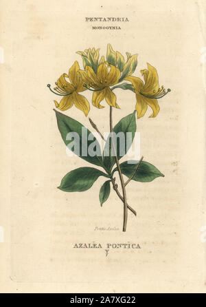 Yellow azalea, Rhododendron luteum (Pontic azalea, Azalea pontica ...