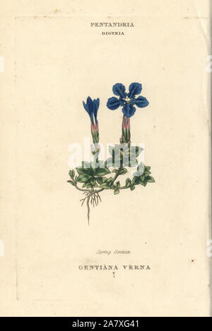 Spring gentian, Gentiana verna. Handcoloured copperplate engraving by ...