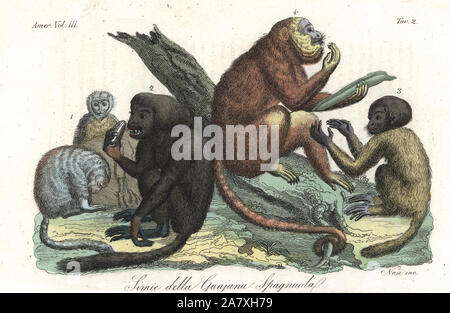Black-headed Night Monkey (Aotus nigriceps Stock Photo - Alamy