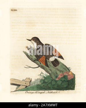 Varied Sittella (Daphoenositta chrysoptera), or orange-winged sittella ...