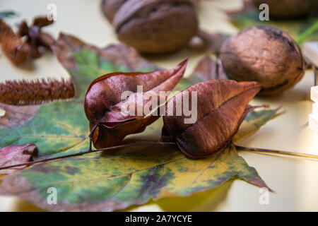 Beautiful brown tree pods and pine cones on white background, autumn ...