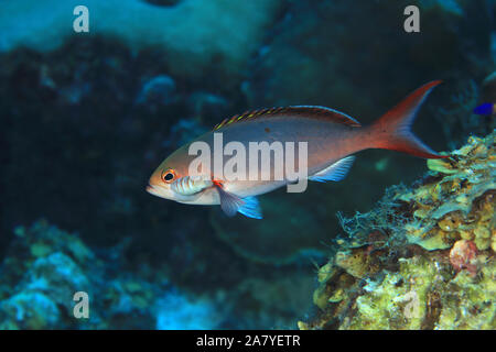 Creole fish, Paranthias furcifer, Caribbean, Atlantic Ocean Stock Photo ...
