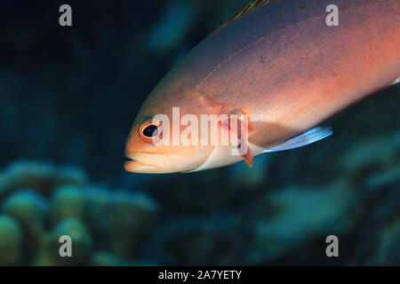 Creole-fish ( Paranthias furcifer) Bonaire. This species of fish is ...
