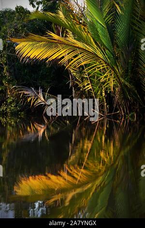 Nipa palm Nypa fruticans in Vietnam known as water coconut Common South ...