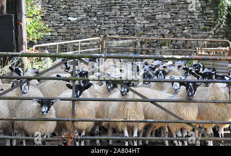 Sheep in a sheep pen, gathered of mountains in Lake District Stock Photo: 125729865 - Alamy