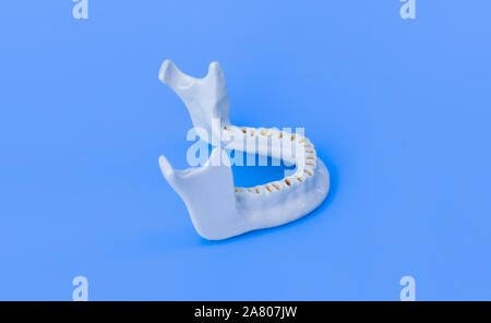 Dental model of the human jaw without teeth isolated on white Stock ...