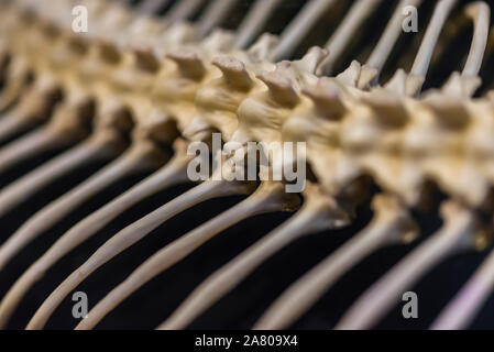 science reptile bone snake skeleton anatomy spine backbone science ...