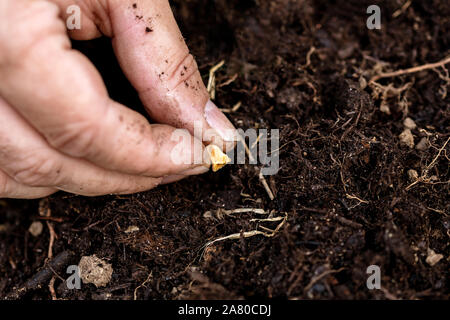 Maize or corn organic planting in cornfield. It is fruit of corn for ...