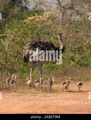 Greater Rhea with chicks, Rhea americana, Pantanal,Brazil Stock Photo ...