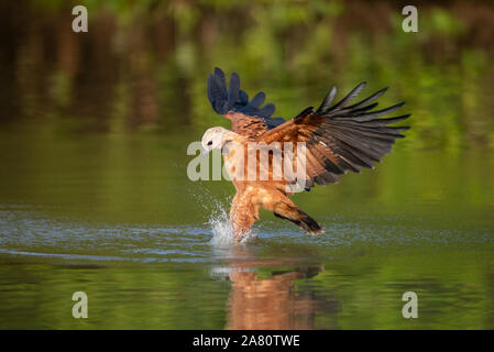 Fish hawk catching fish Stock Photo - Alamy