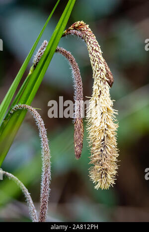 Inflorescence of pendulous sedge (Carex pendula) from western Serbia ...