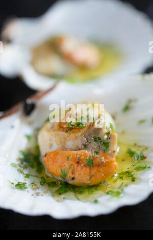 Two King scallops (Pecten maximus), South Arran Marine Protected Area ...